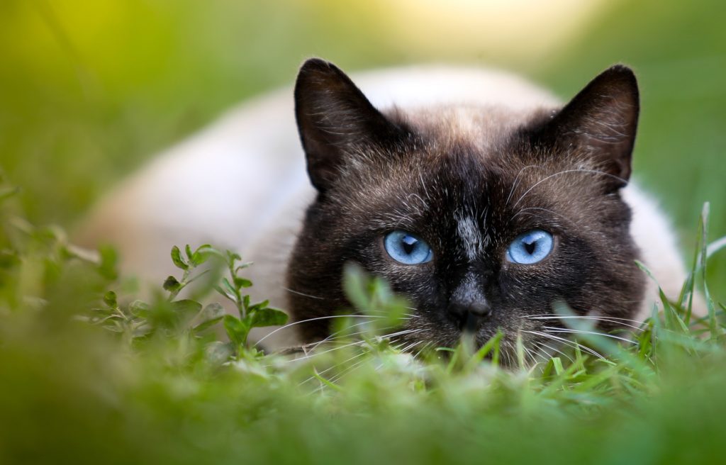 Las 7 razas de gato más resistentes | Zotal Laboratorios