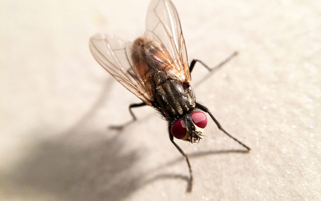 Miasis Cutánea en animales: enfermedades de la piel | Zotal