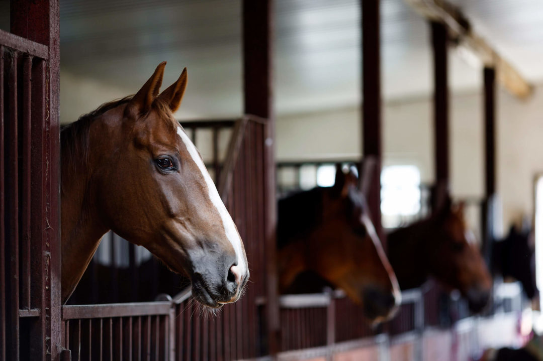Controlar plagas de moscas y otros insectos en ganado equino