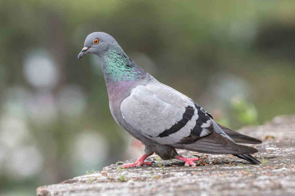 Tipos de enfermedades que transmiten las palomas - Zotal